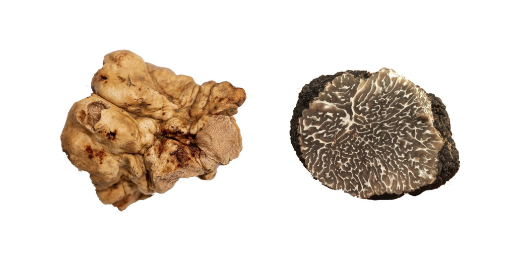 Tryffelskola – Allt värt att veta om tryffel | KitchenLab